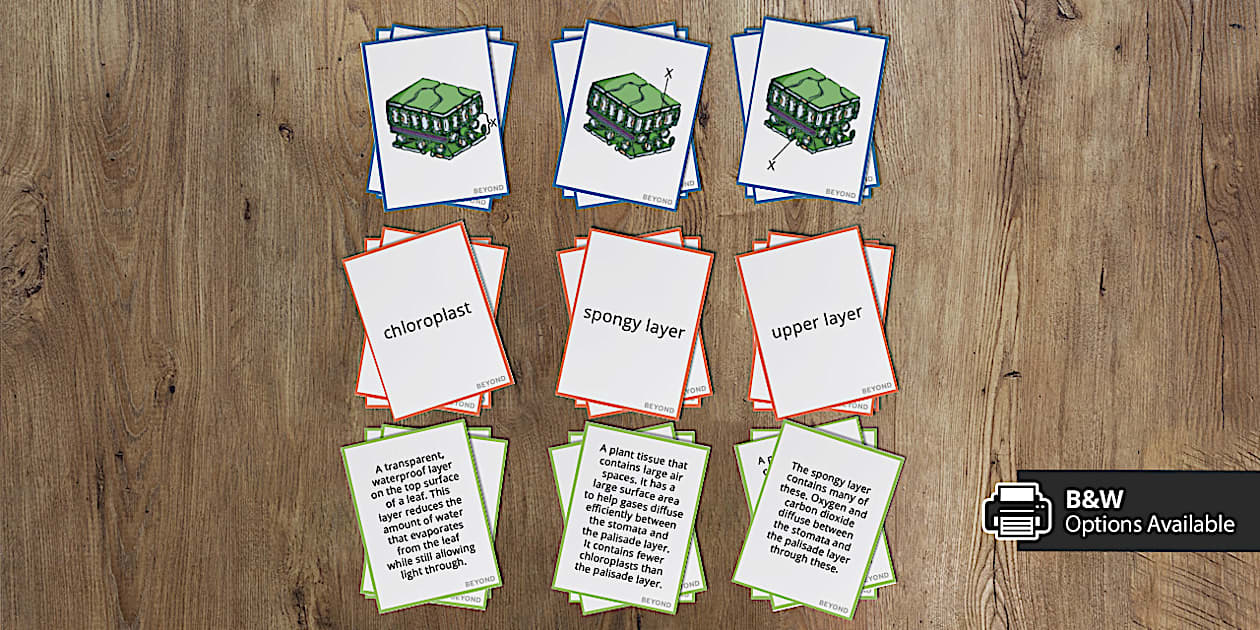 Leaf Structure and Function Card Sort (teacher made)