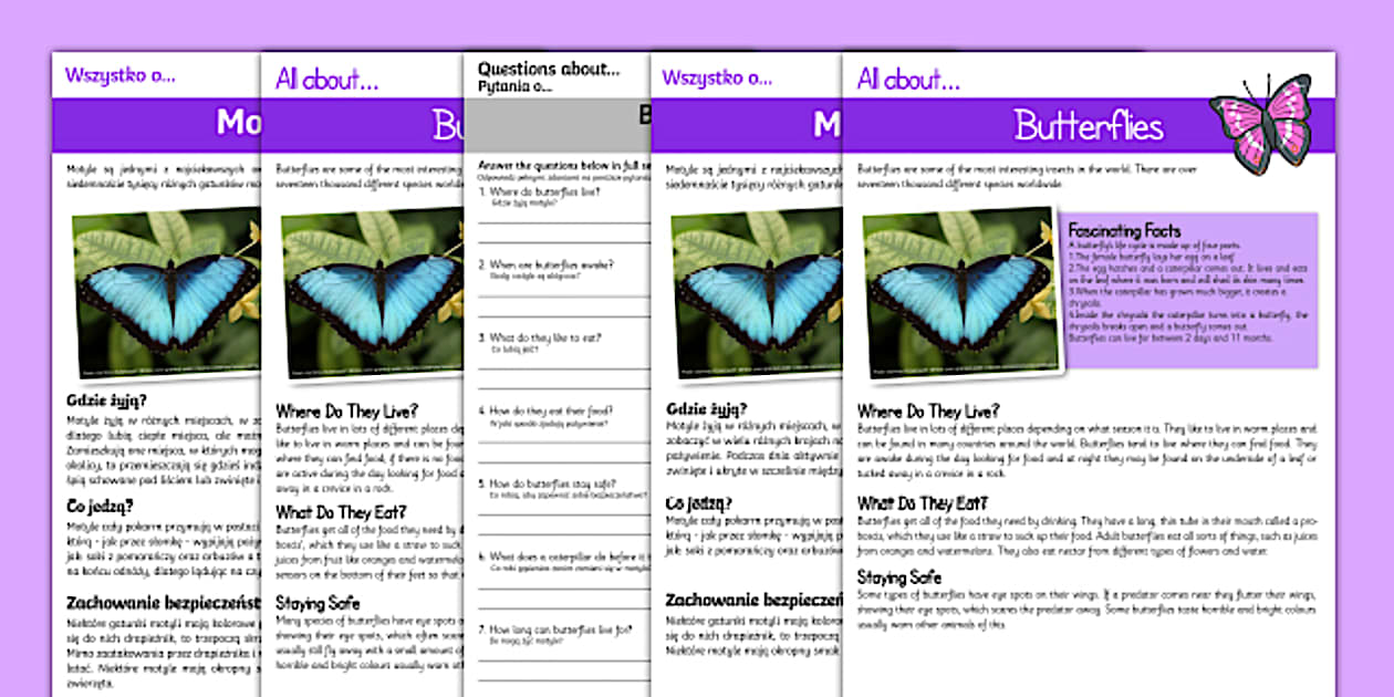 Butterfly Reading Comprehension English/Polish - Twinkl