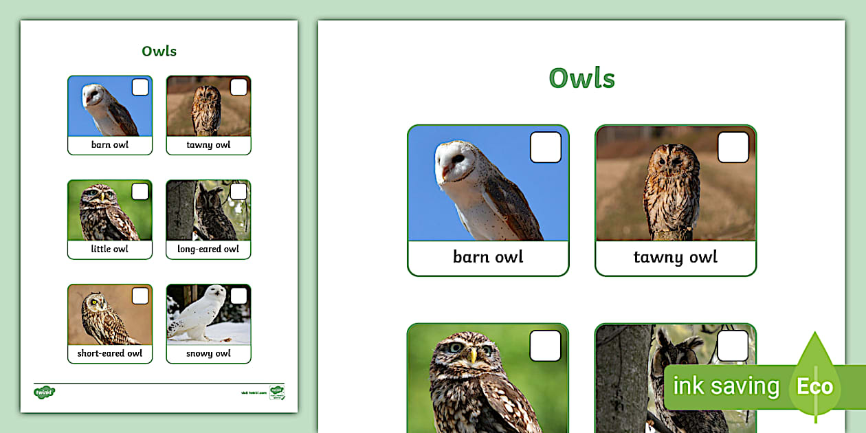 Owls Identification Sheet - Primary Resources - UK Owls