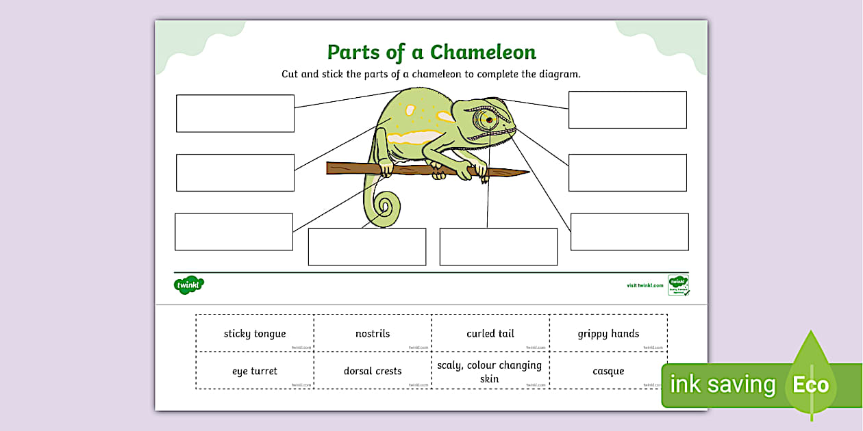 Parts of a Chameleon Labelling Activity - Twinkl