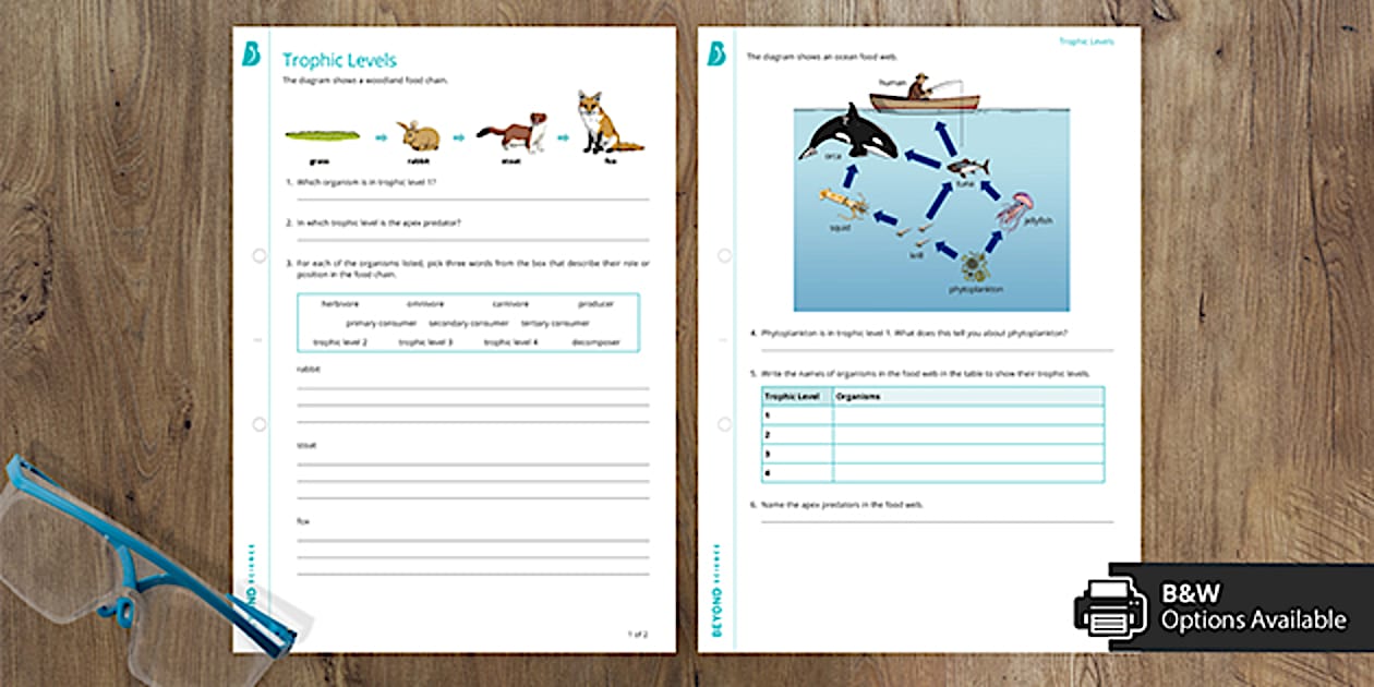 Trophic Levels Worksheet | GCSE Ecology | Beyond - Twinkl