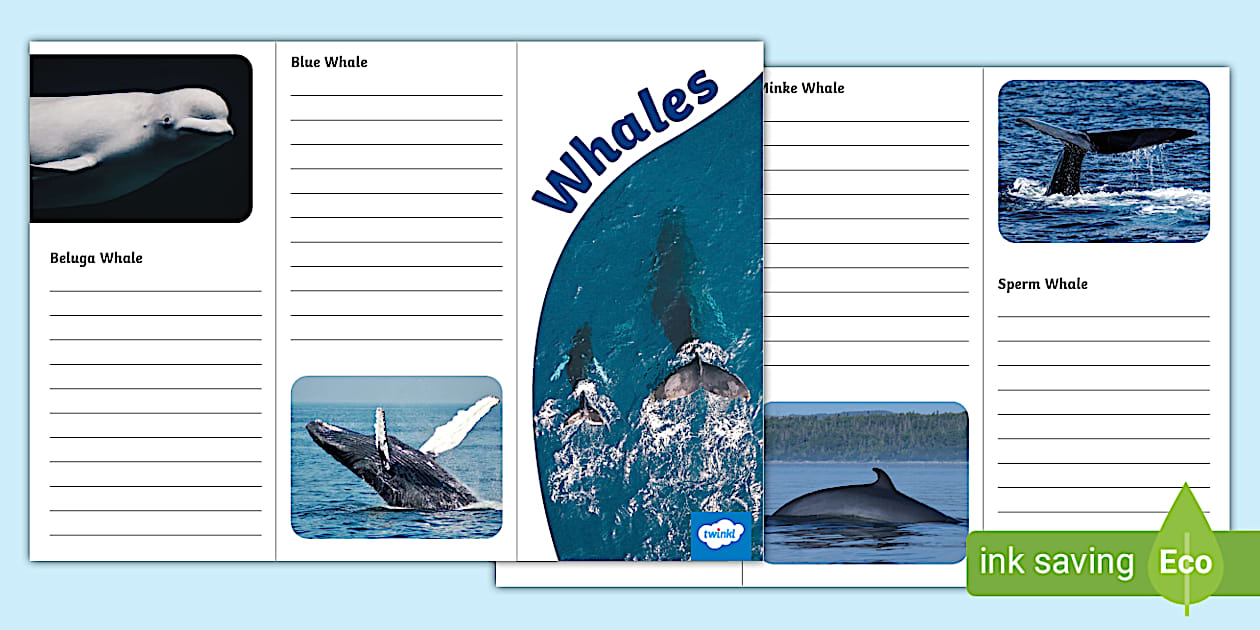 Whales Leaflet Template (teacher made) - Twinkl