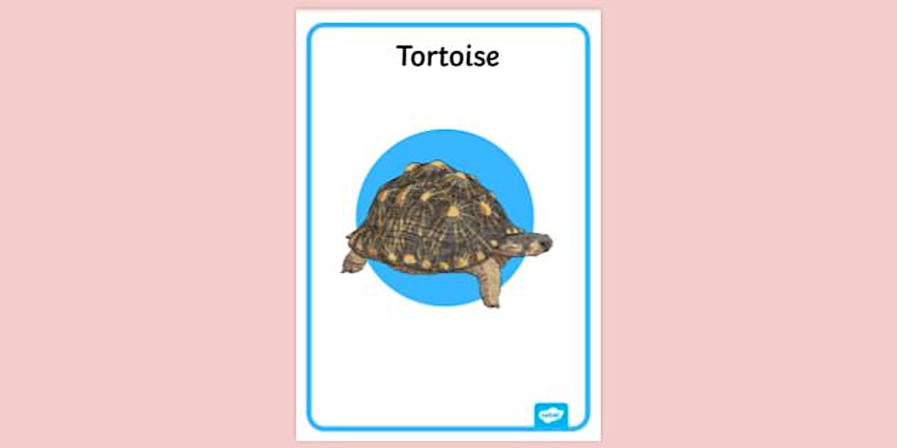 Tortoise Poster | Primary Resources | Twinkl Made - Twinkl