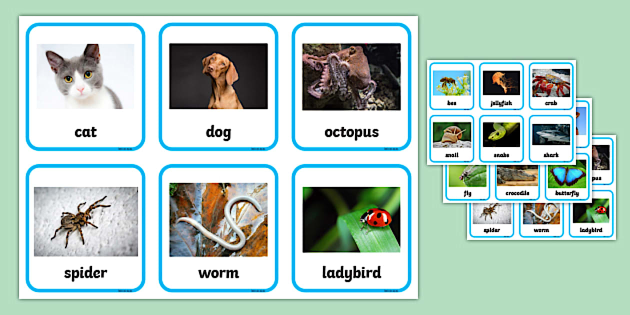 Sorting Vertebrates and Invertebrates | Animals Display