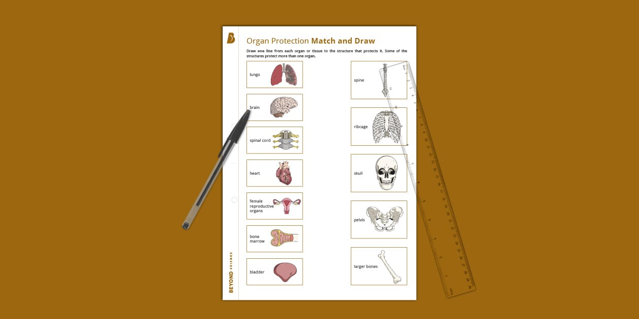 Organ Protection Match and Draw | KS3 | Beyond Science
