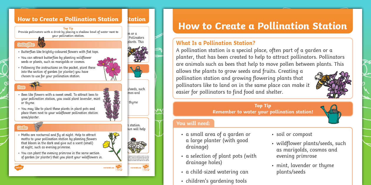 How to Create a Pollination Station | Twinkl (teacher made)