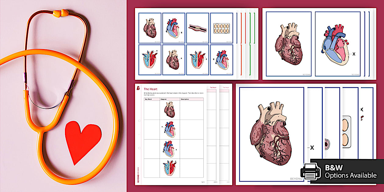 The Heart Resource Pack | Biology | Beyond Science - Twinkl