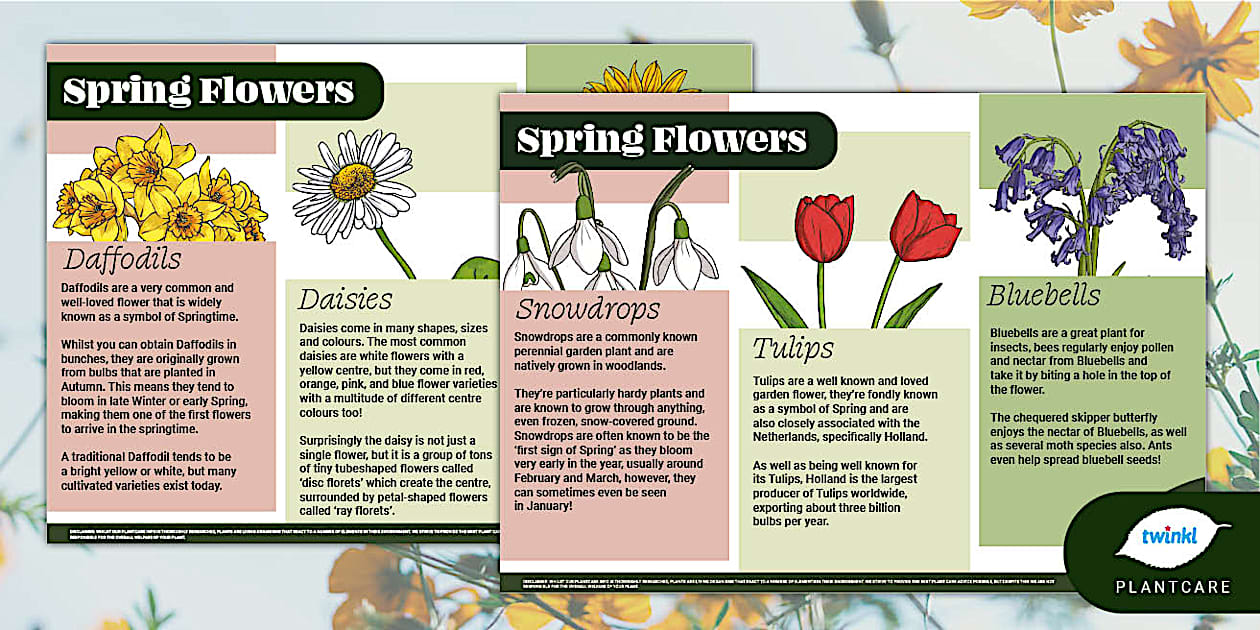 Spring Flowers (teacher made) - Twinkl