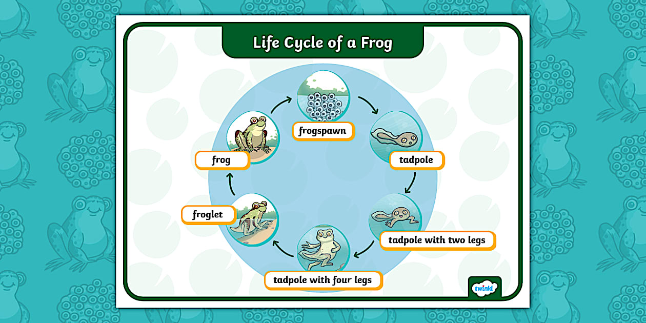 Life Cycle of a Frog Display Poster (teacher made) - Twinkl