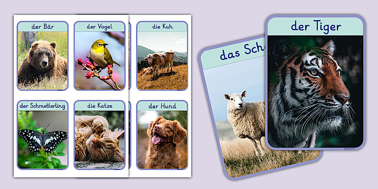 Tiere - Flash-Karten (teacher made) - Twinkl