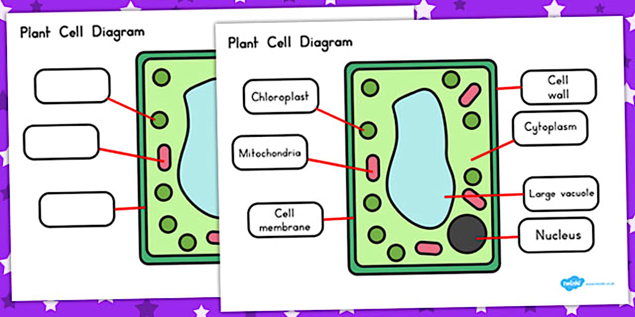 Plant Cell Diagram (teacher made) - Twinkl
