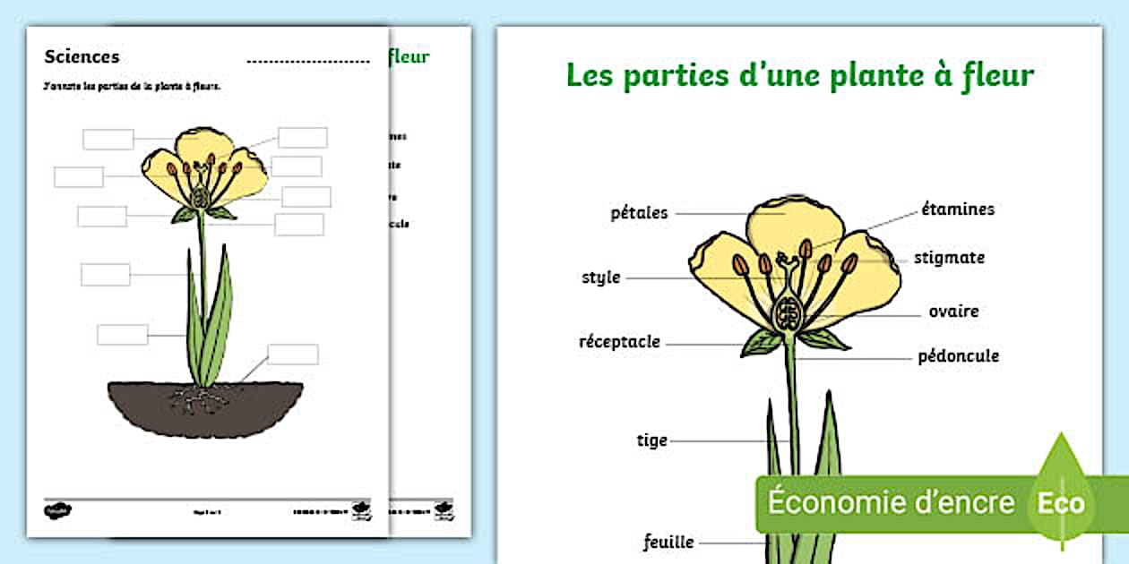 Fiche d'activités : Les parties d'une plante à fleur