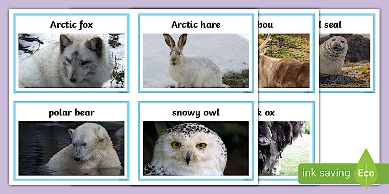 Arctic Animals Photo Flashcards