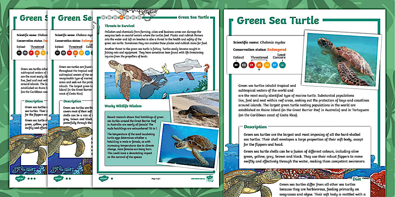 Endangered Species Day Green Sea Turtle Differentiated Fact File