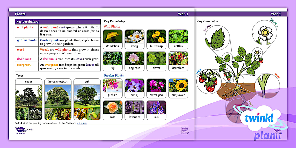 Science Knowledge Organiser - Petals for Plants Year 1