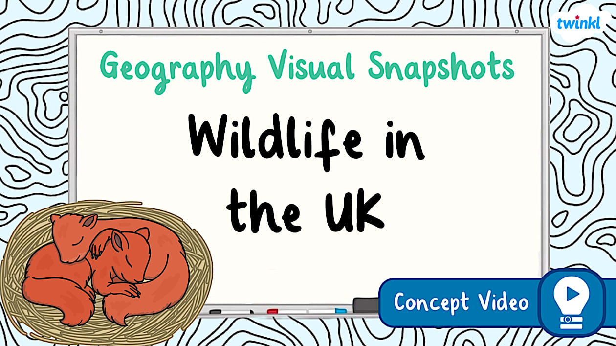 Wildlife in the UK | KS1 Geography Concept Video - Twinkl