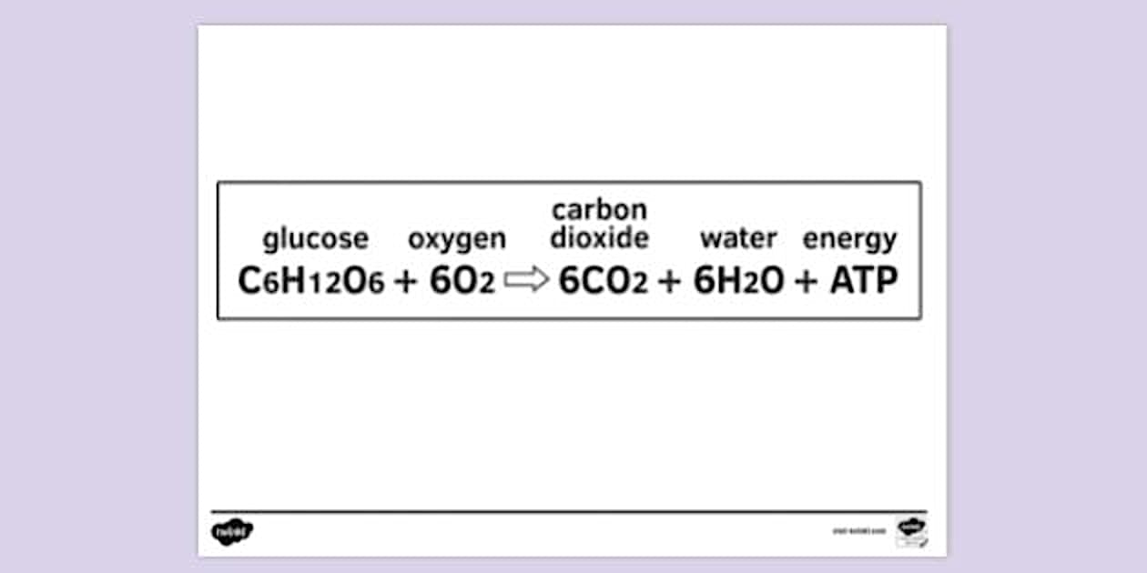 Aerobic Respiration Equatio_Colouring Sheet - Twinkl
