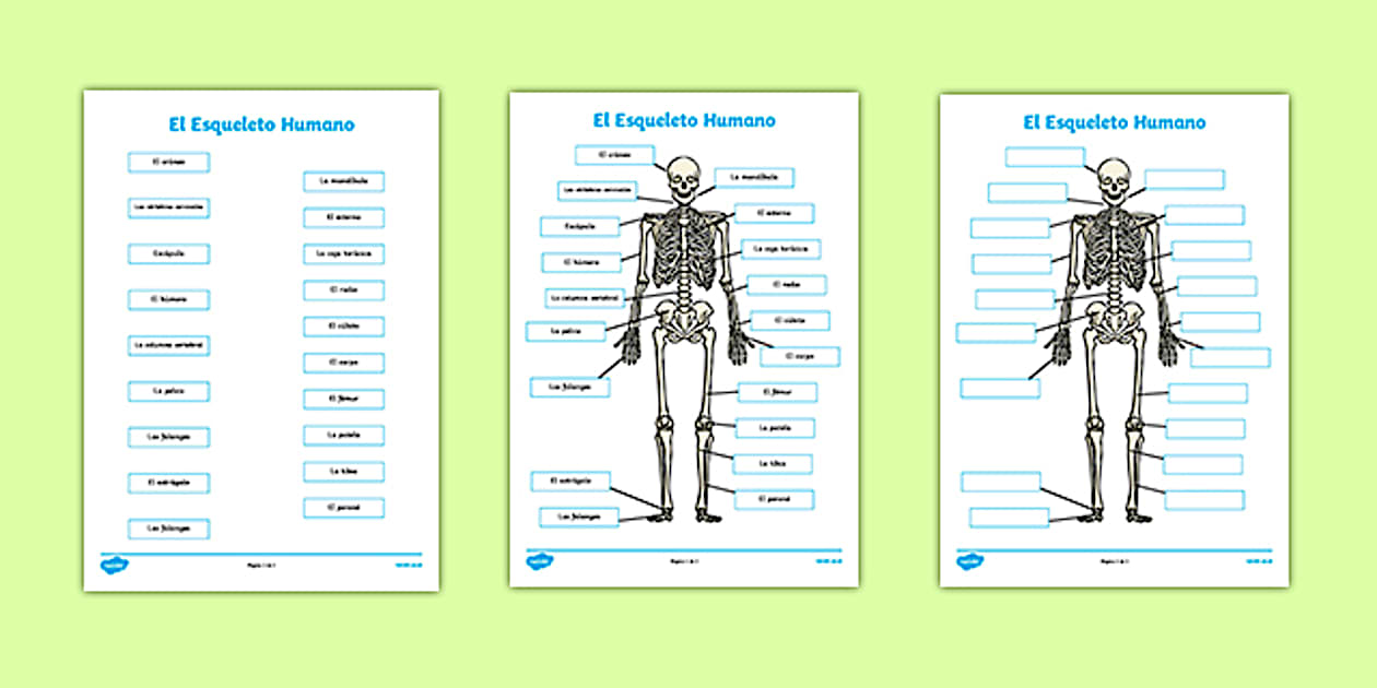 El Esqueleto Humano Human Skeleton Labelling Sheets Scientific Names ...