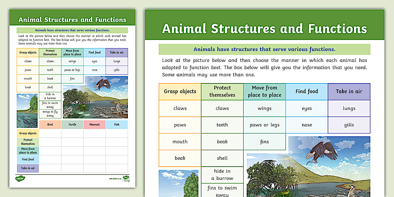 Animal Structures and Functions – Activity Sheet - Twinkl