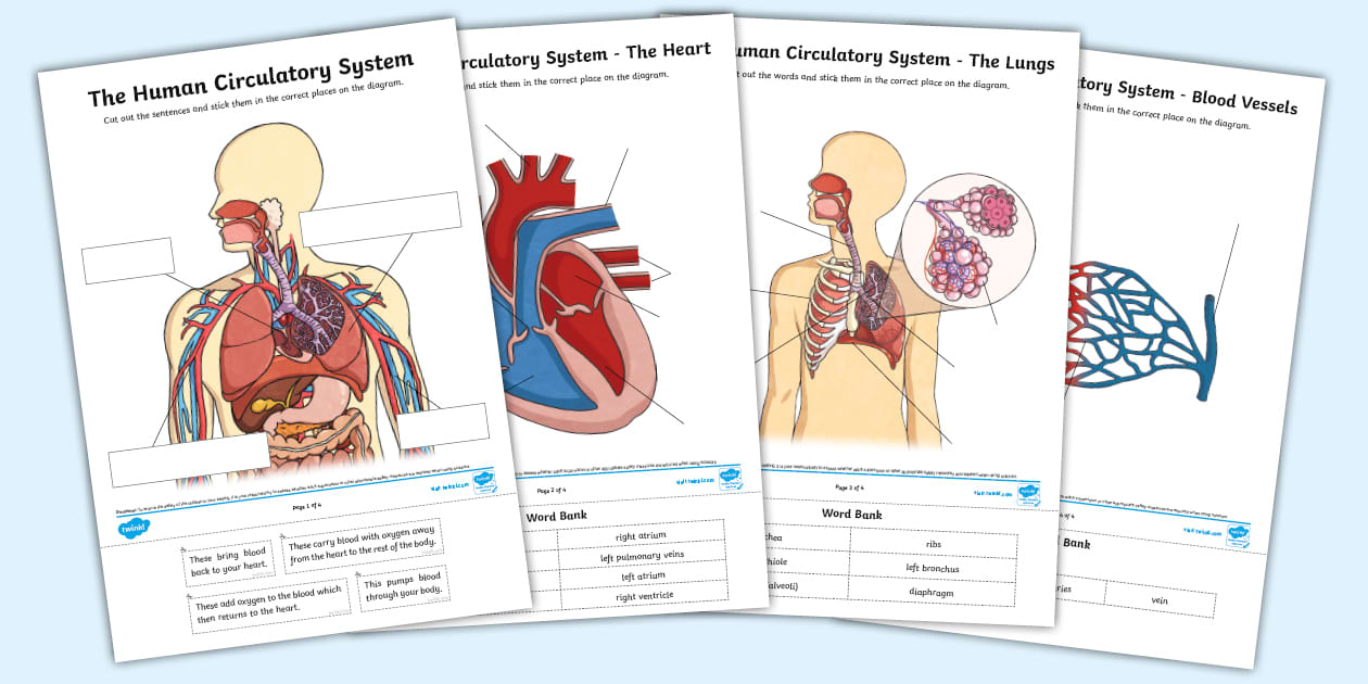 KS2 The Human Circulatory System Cut and Stick Activity