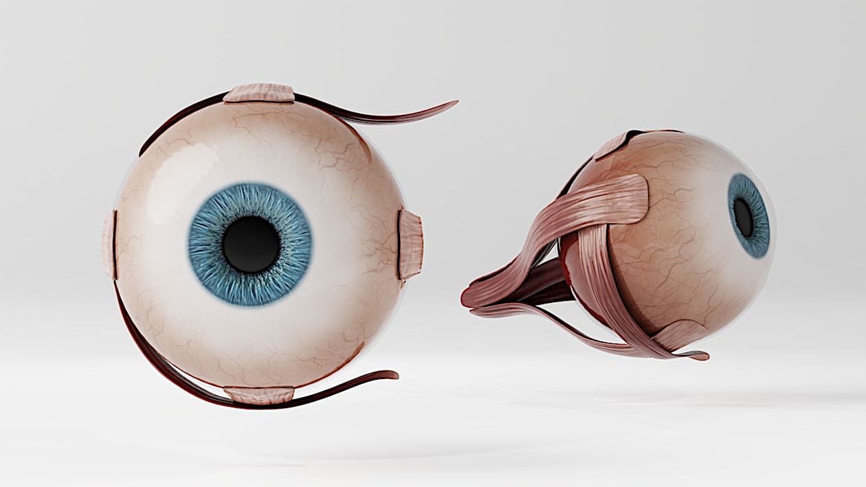 3D Model: Human Body - Human Eyeball (teacher made) - Twinkl