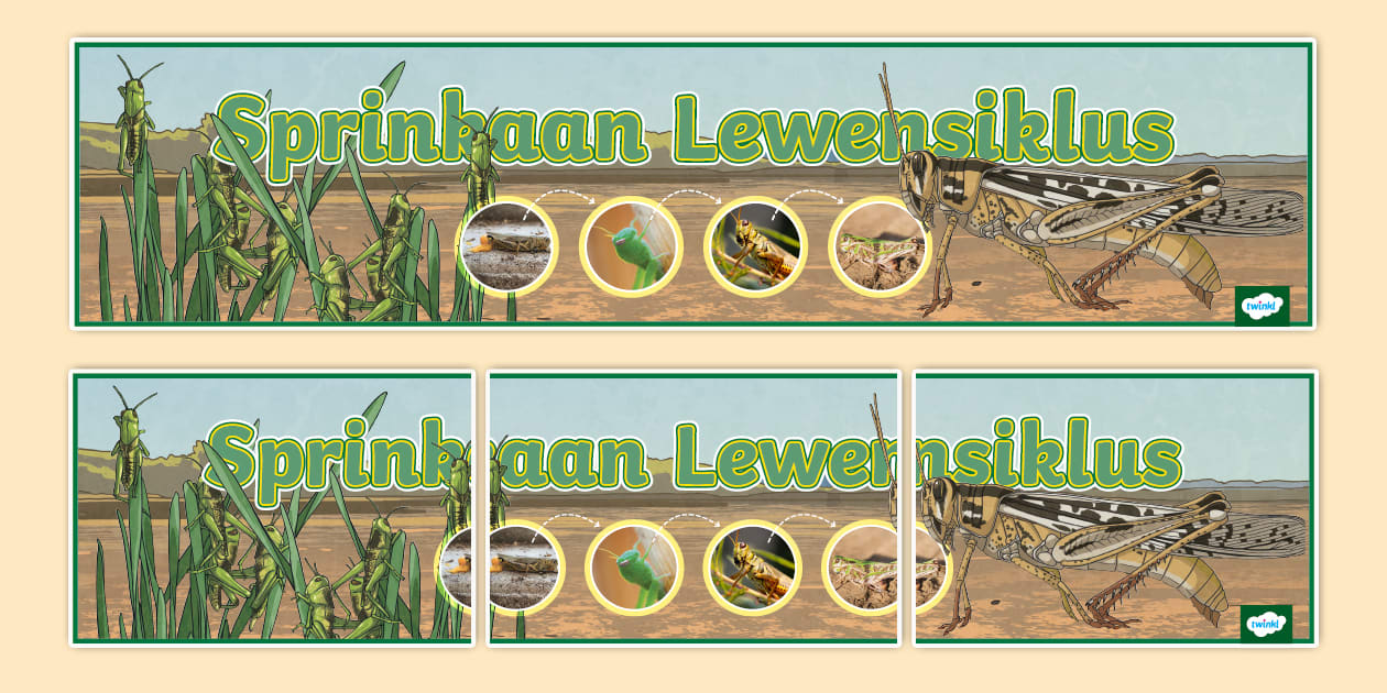 Die Lewensiklus van 'n Sprinkaan Vertoonbanier - Twinkl