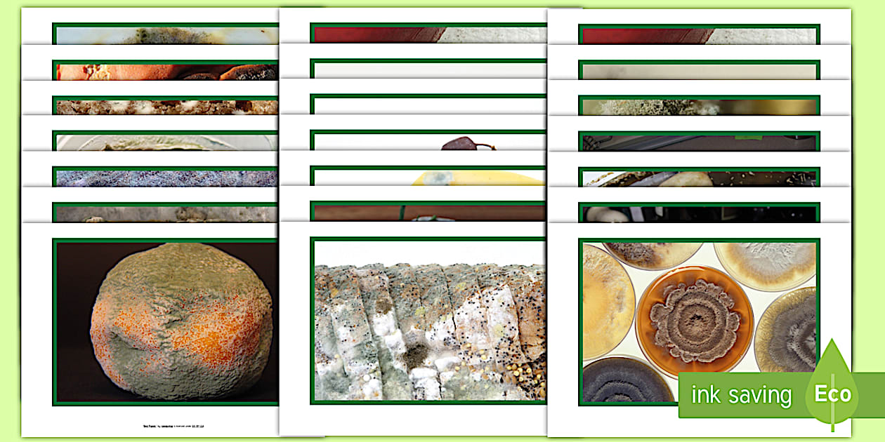 Mould Display Photos (Teacher-Made) - Twinkl