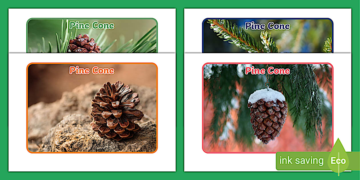 Pine Cone Photo Pack (teacher made) - Twinkl