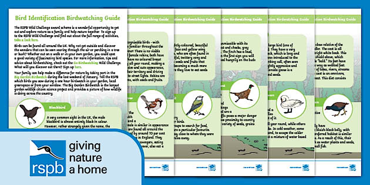 FREE! - Bird Identification Birdwatching Guide (Ages 5 -11)