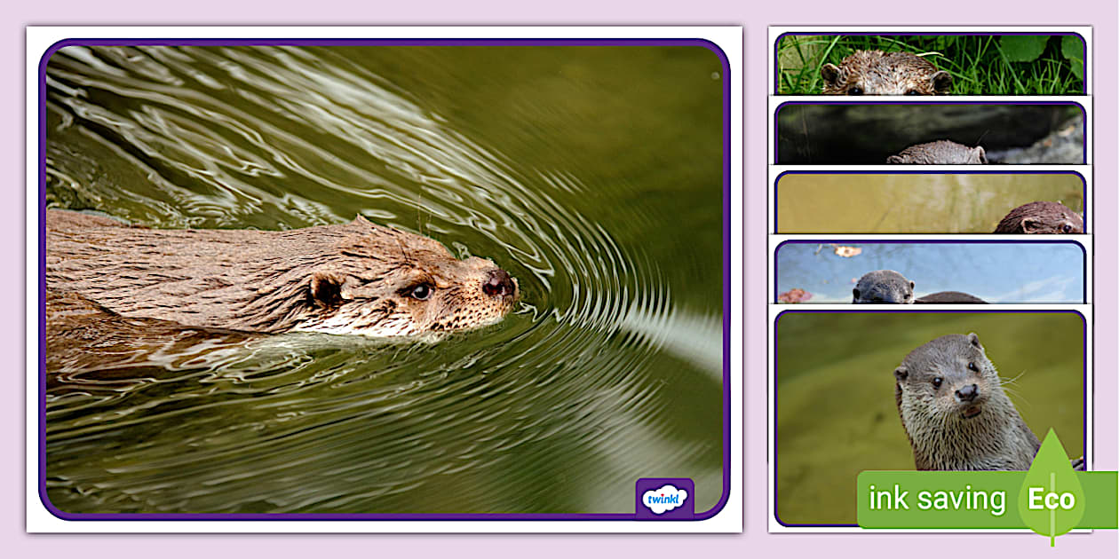 Otters Photo Pack (teacher made) - Twinkl