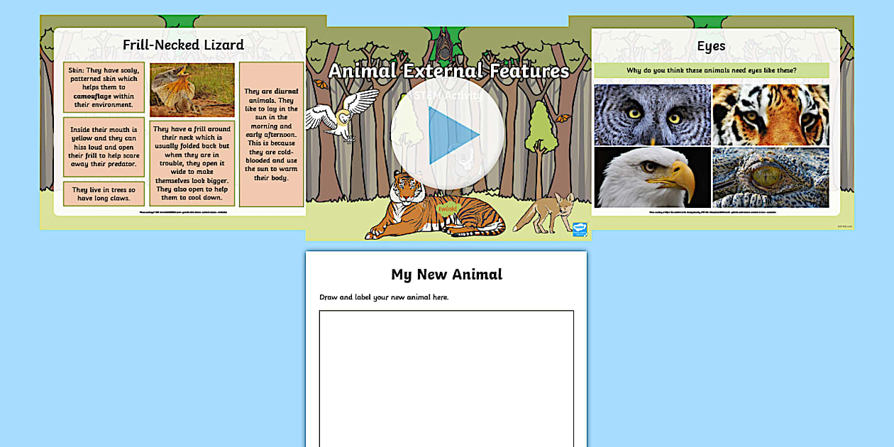 SA Animal External Features STEM Activity Pack - Twinkl