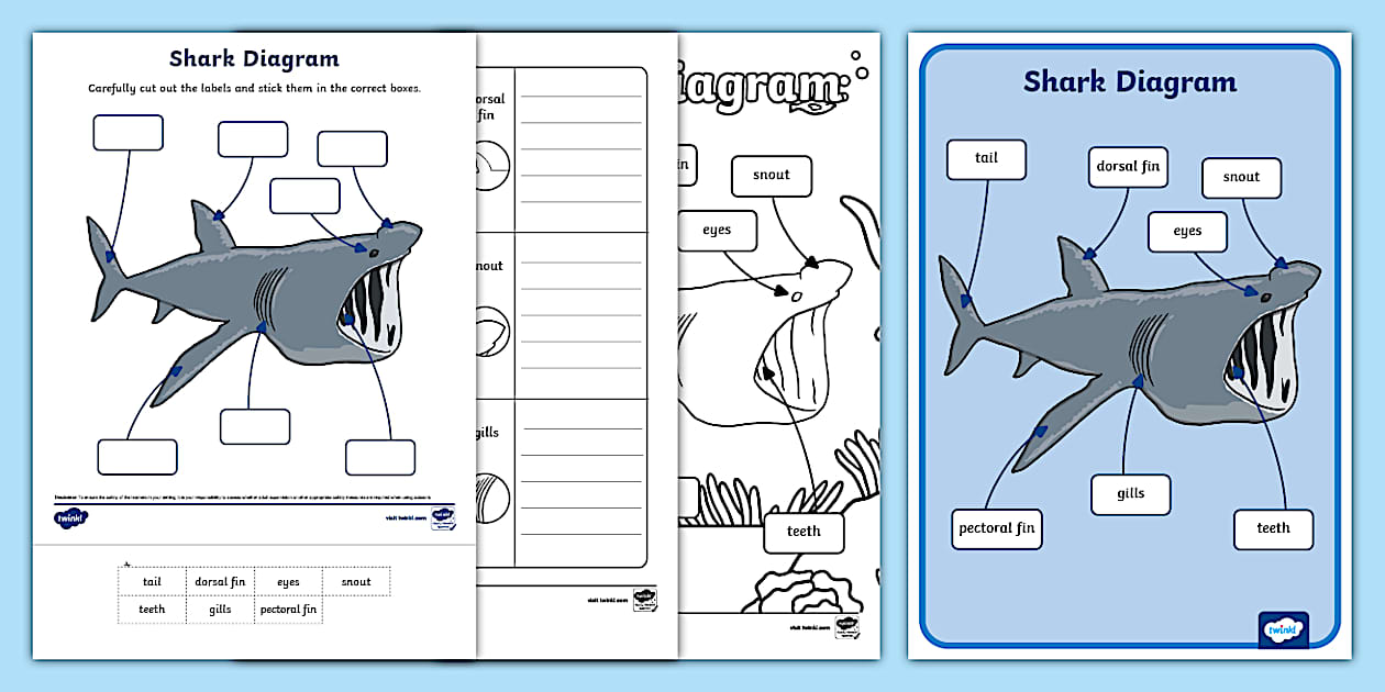 Shark Diagram Pack (teacher made) - Twinkl