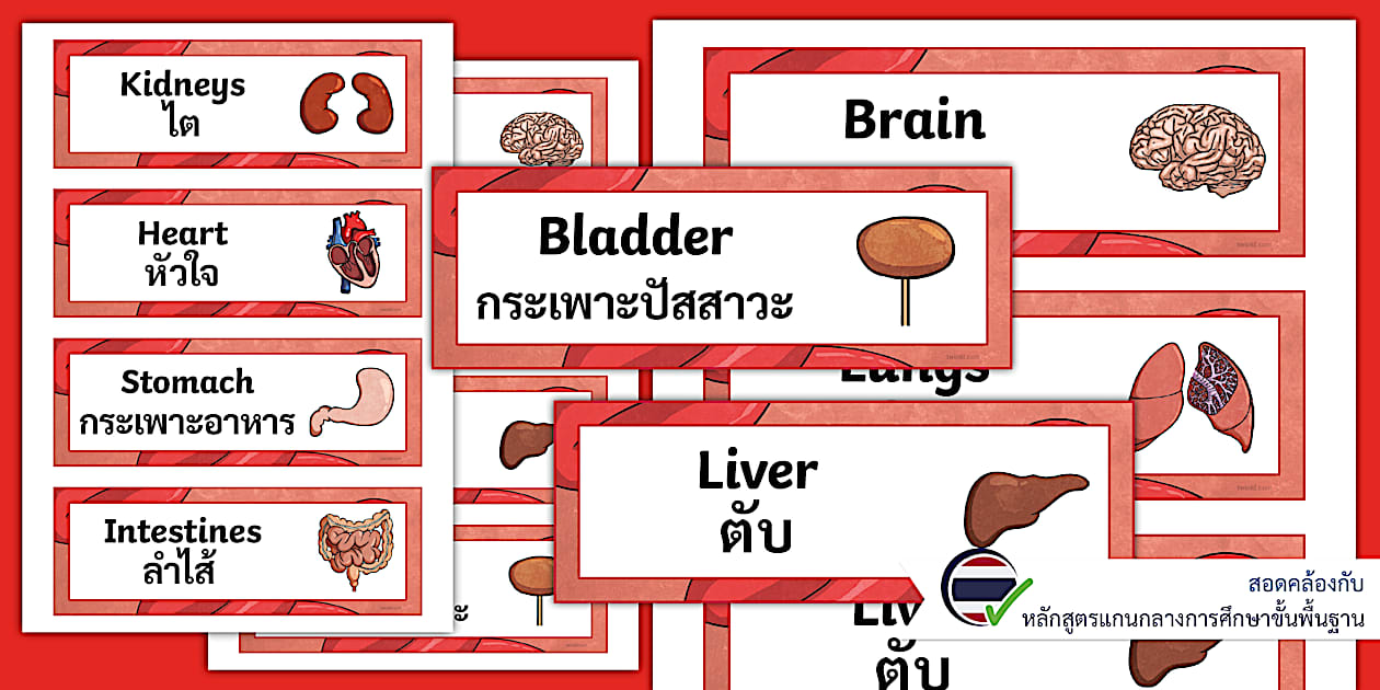 บัตรคำศัพท์อวัยวะในร่างกาย ภาษาอังกฤษ-ไทย - KS2 Organ Word Cards