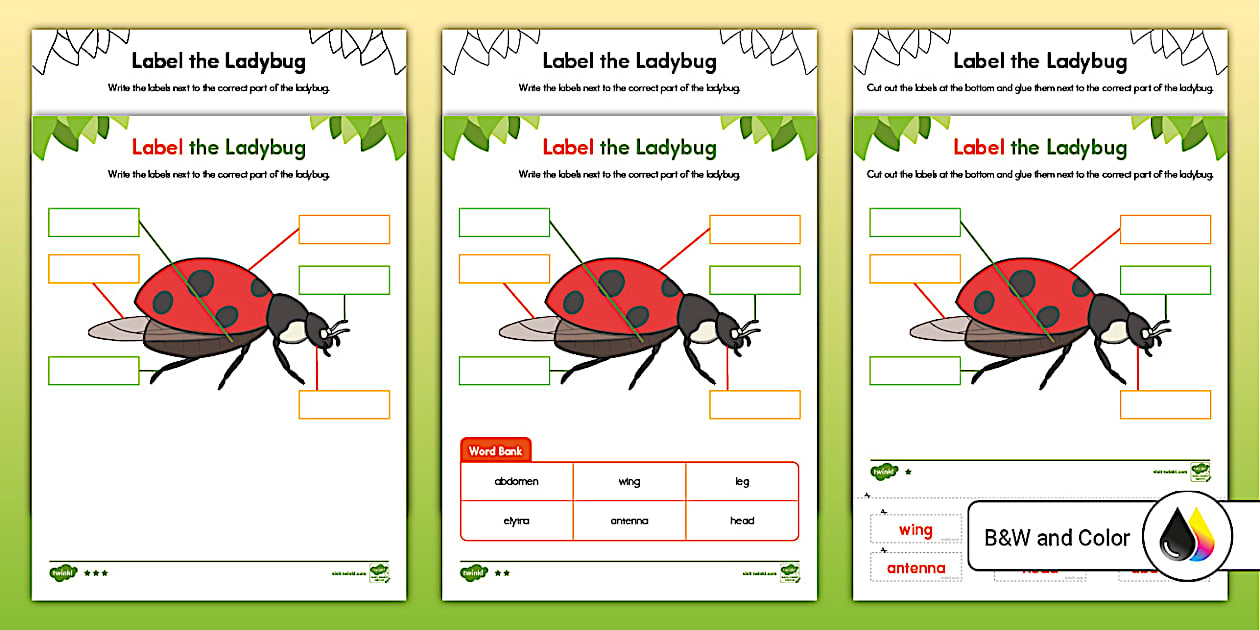 Label the Ladybug Differentiated Cut and Paste Worksheet for K-2nd Grade