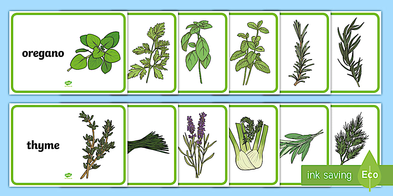 Herb Display Posters A4 (Teacher-Made) - Twinkl
