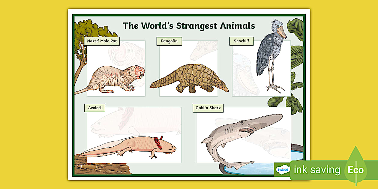 The World's Strangest Animals Display Poster