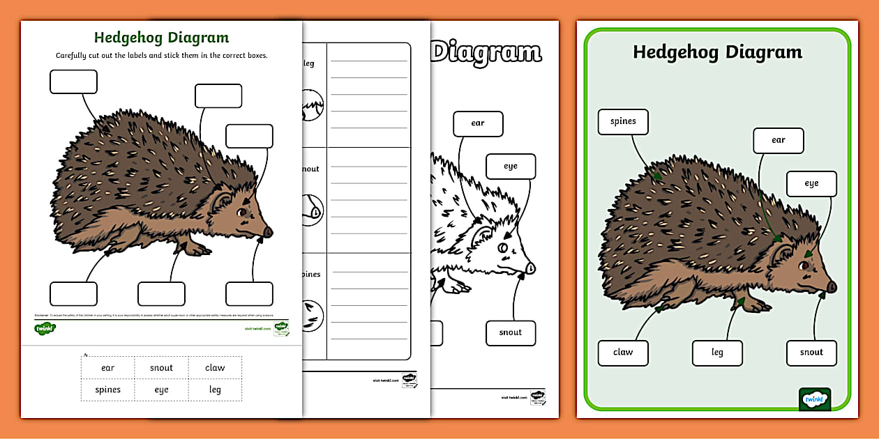Hedgehog Diagram Pack (teacher made) - Twinkl