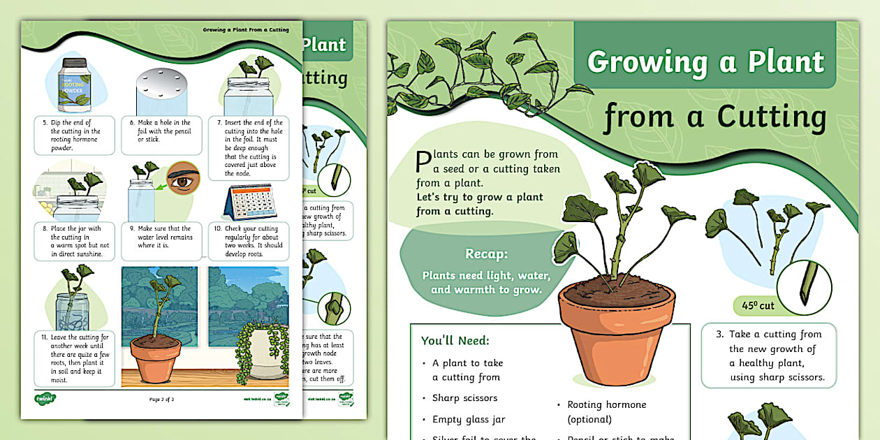 Growing a Plant from a Cutting - Activity Sheet - Twinkl