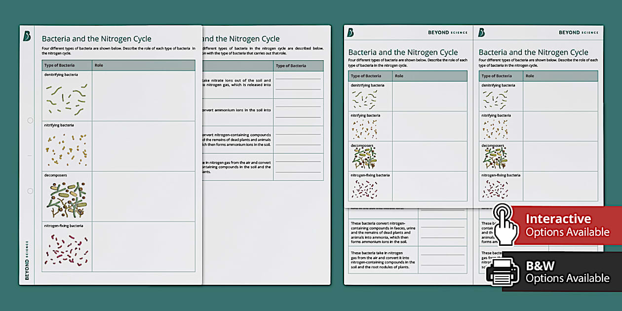 Bacteria and the Nitrogen Cycle Worksheet (teacher made)