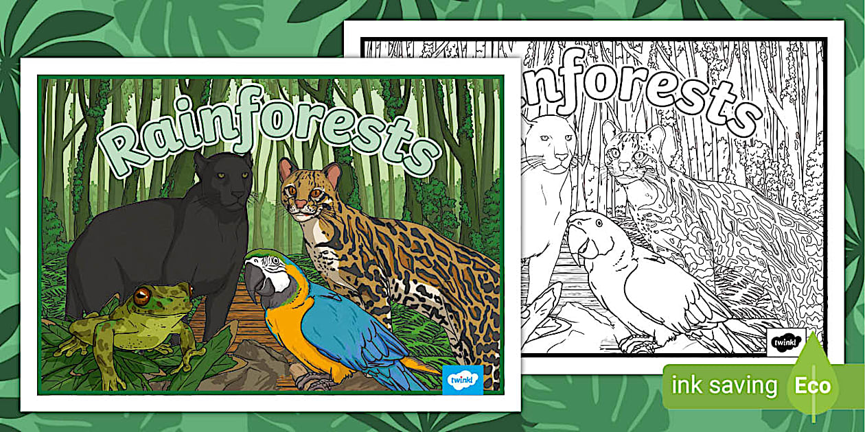 Rainforests Display Poster (teacher made) - Twinkl