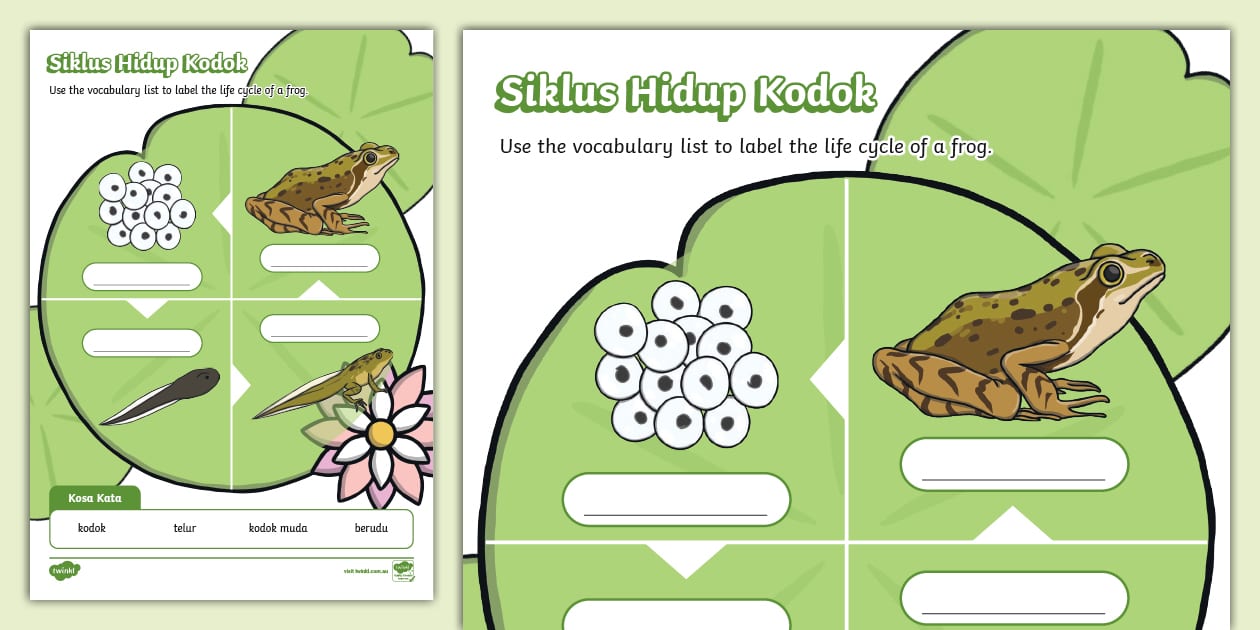 Frog Life Cycle Labelling Activity - Indonesian - Twinkl