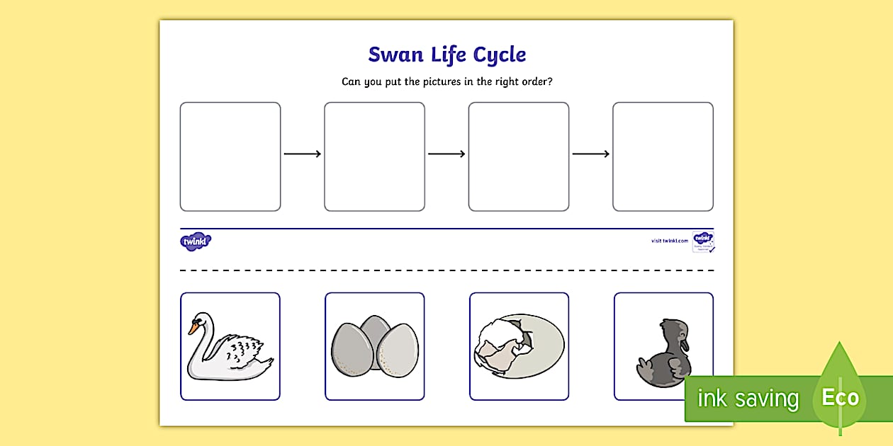 Swan Life Cycle Worksheet - Hen Life Cycle Worksheets