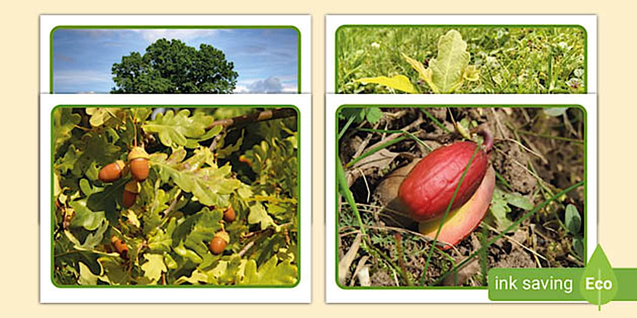 Oak Tree Life Cycle Photos | Printable | Twinkl USA - Twinkl