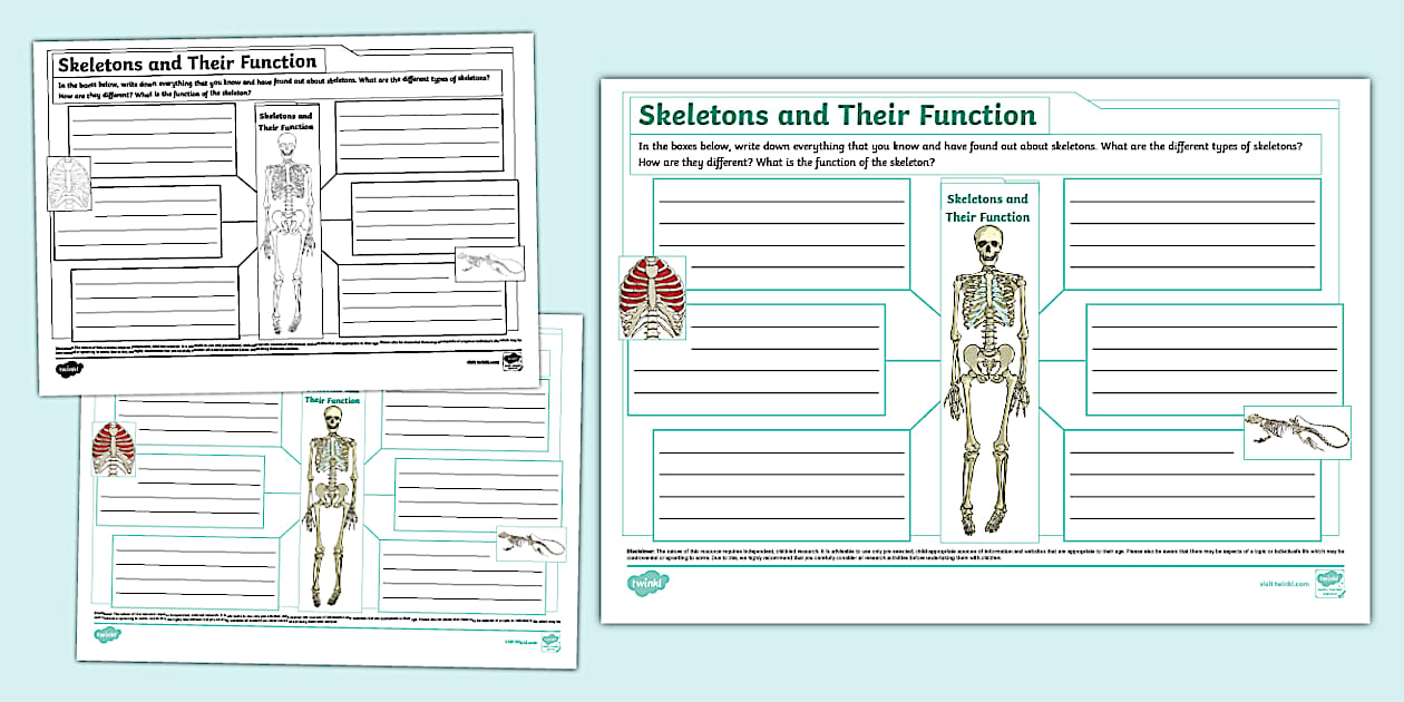 Skeletons and Their Function Mind Map (teacher made)