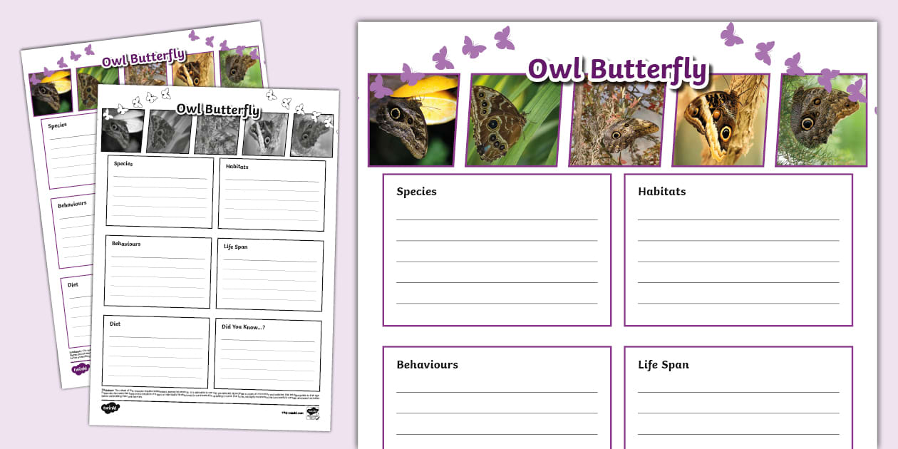 Owl Butterfly Fact File Template (teacher made) - Twinkl
