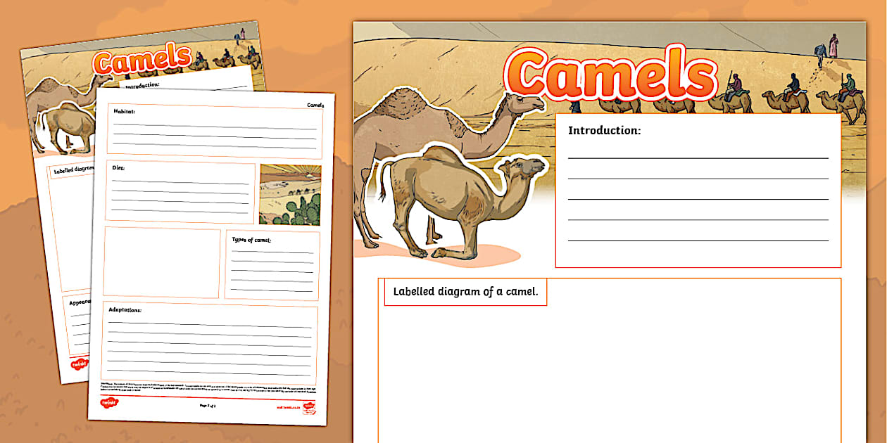 Camels Non-Chronological Report Template (teacher made)