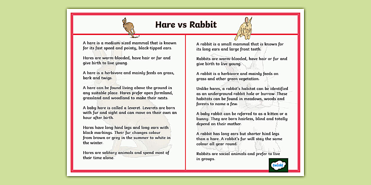 Hare v Rabbit Display Poster - KS2 (Teacher-Made) - Twinkl