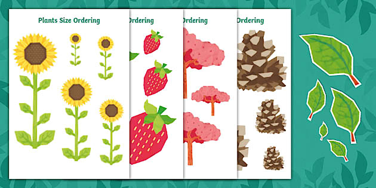 👉 Plants Size Ordering Activity (teacher made) - Twinkl