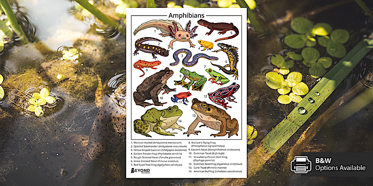 KS3 Amphibians Display Poster (teacher made) - Twinkl