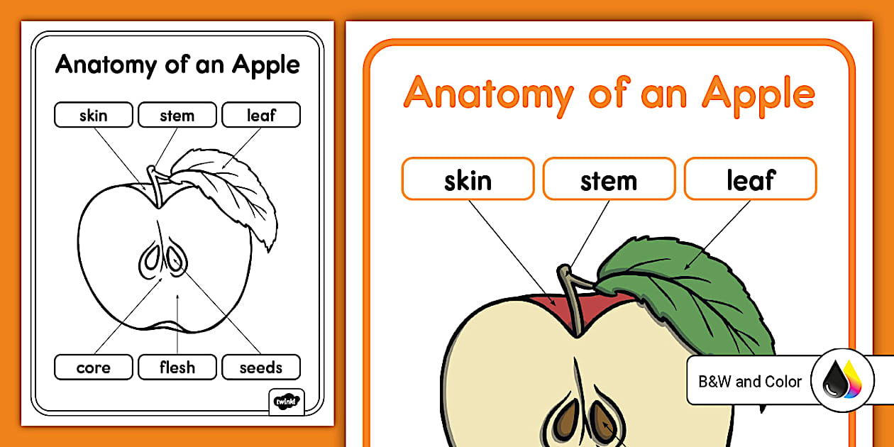 Anatomy of an Apple Poster (teacher made) - Twinkl